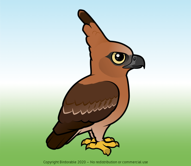 Javan Hawk-Eagle: Indonesia's National Treasure | Birdorable Birds