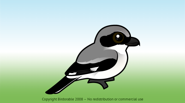 Cute Loggerhead Shrike by Birdorable
