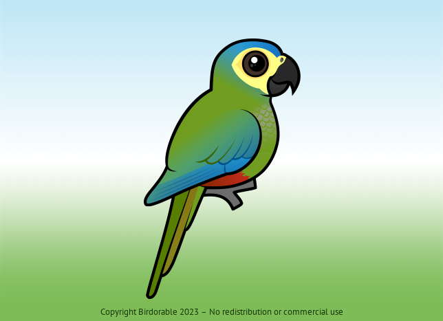Meet the Cute Red-bellied Macaw | Birdorable Birds