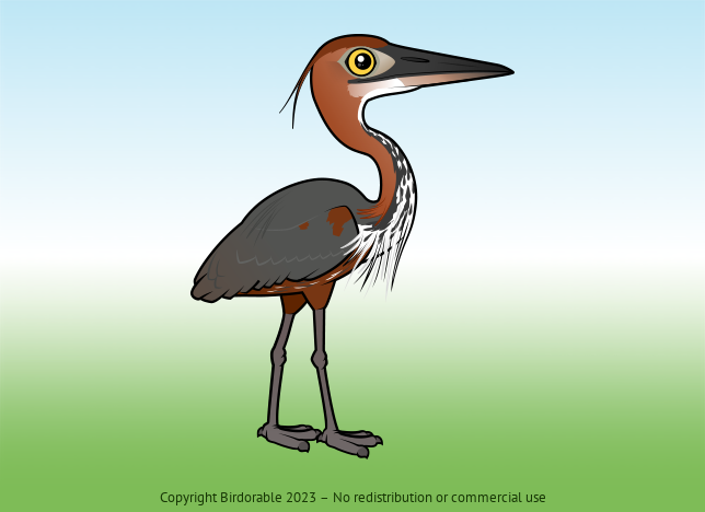 Meet the Mighty Goliath Heron of Africa | Birdorable Birds