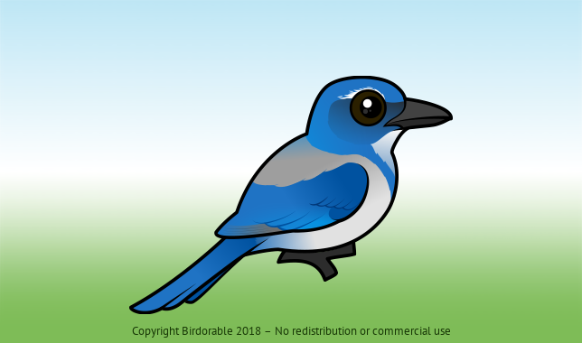 Meet the Cute Birdorable California Scrub-Jay | Meet the Birds