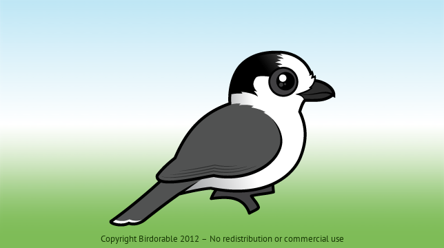 Meet the Canada Jay - The Clever Camp Robber | Birdorable Birds