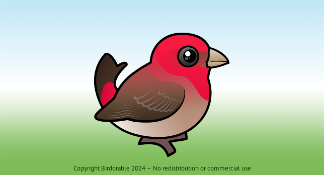 Common Rosefinch - Colorful Bird of Europe and Asia | Birdorable