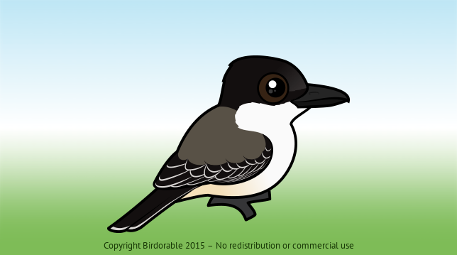 Meet the Loggerhead Kingbird: Caribbean Resident | Birdorable