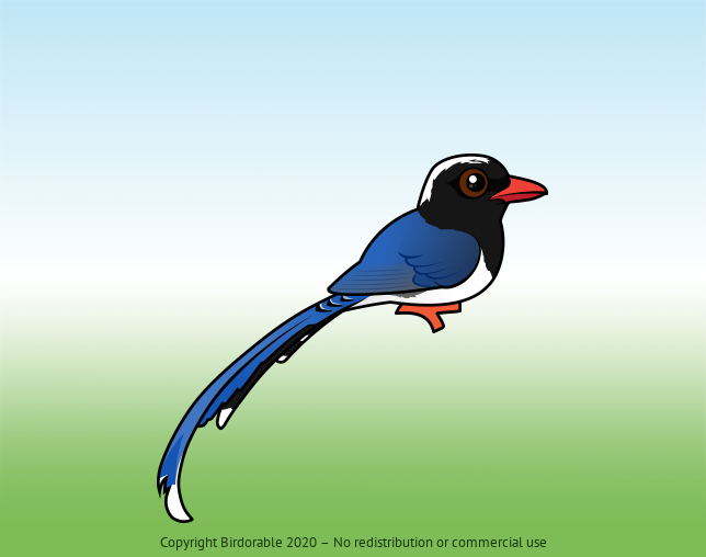 Meet the Red-billed Blue-Magpie by Birdorable