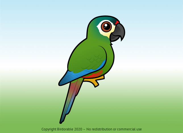 Discover the Cute & Vibrant Blue-winged Macaw | Birdorable Birds