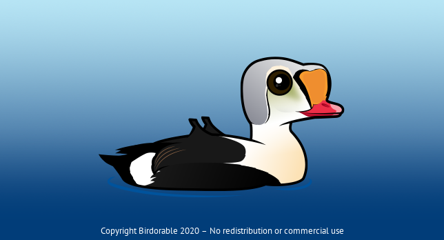 King Eider Duck Range