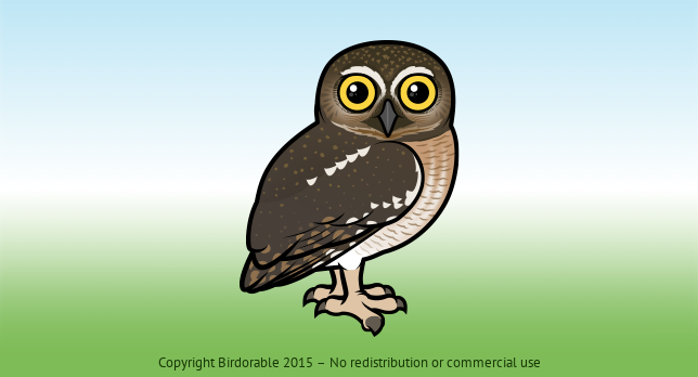 Learn About the Tiny Elf Owl