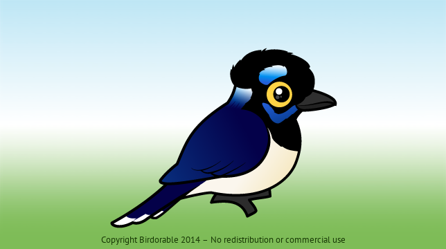 Plush-crested Jay of the South American Forests | Birdorable Birds