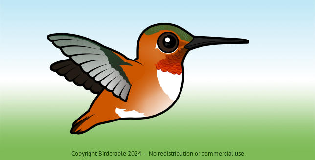 Cute Rufous Hummingbird by Birdorable