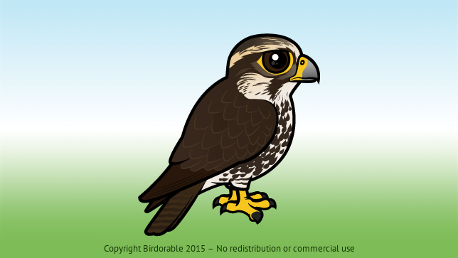 Learn About the Saker Falcon - Cuteness from Birdorable