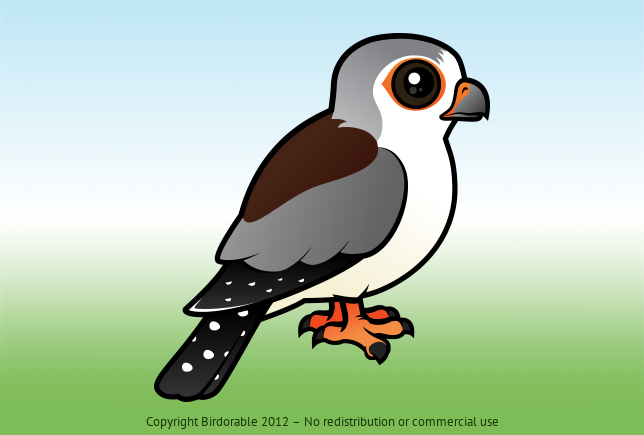 Meet the Cute African Pygmy Falcon by Birdorable