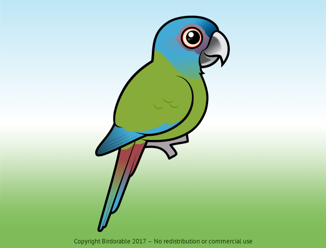 Read About the Mini Macaw Species Blue-headed Macaw