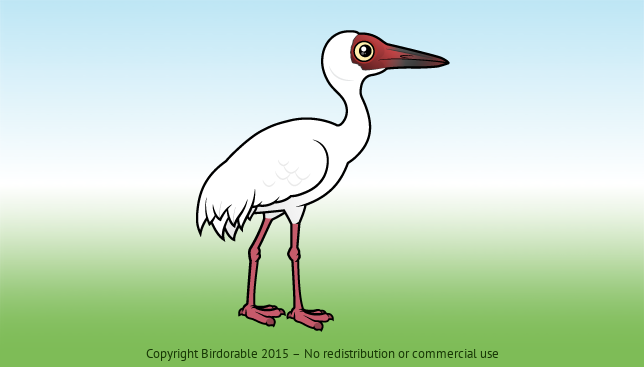 Meet the Cute Siberian Crane aka Snow Crane by Birdorable