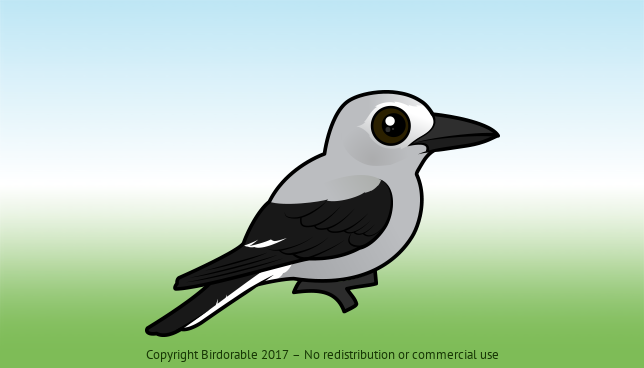 Learn about the Memory Master Clark's Nutcracker | Birdorable