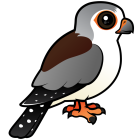 Meet the Cute African Pygmy Falcon by Birdorable