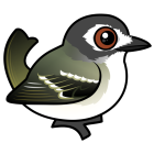 Cute Black-capped Vireo by Birdorable