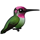 Cute Anna's Hummingbird by Birdorable