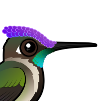 Meet the Cute Marvelous Spatuletail of Peru | Birdorable Birds