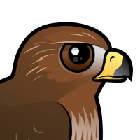 Cute Red-tailed Hawk by Birdorable