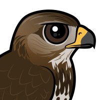 Learn About the Common Buzzard, a Raptor from Eurasia