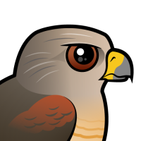 Cute Red-shouldered Hawk by Birdorable