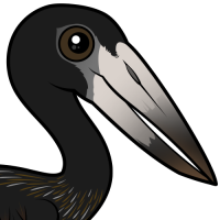 The Birdorable African Openbill Stork | Cute Cartoon Bird