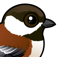 Chestnut-backed Chickadee: Pacific Northwest Native | Birdorable