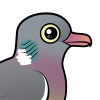 Meet the Common Wood Pigeon