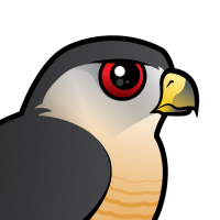 Cute Sharp-shinned Hawk by Birdorable