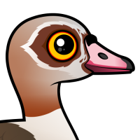Birdorable Egyptian Goose