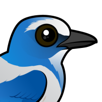 Florida Scrub-Jay - Endemic to Florida's Scrublands | Birdorable