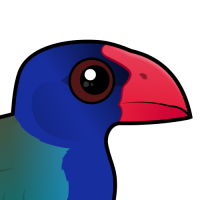 Cute South Island Takahe of New Zealand