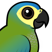 Meet the Cute Red-bellied Macaw | Birdorable Birds