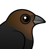 Meet the Cute Brown-headed Cowbird by Birdorable
