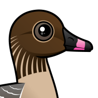 Cute Pink-footed Goose by Birdorable