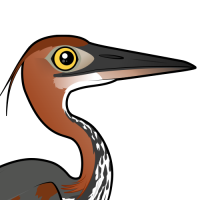 Meet the Mighty Goliath Heron of Africa | Birdorable Birds
