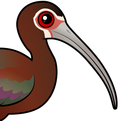 Cute White-faced Ibis by Birdorable