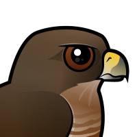 Cute Broad-winged Hawk by Birdorable