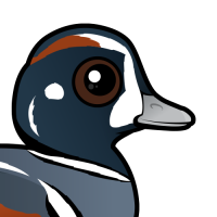 Read About the Harlequin Duck
