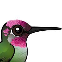 Cute Anna's Hummingbird by Birdorable