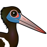 Birdorable Abdim's Stork