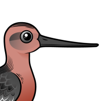 Cute Bar-tailed Godwit by Birdorable