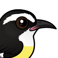 Bananaquit | Cute Cartoon Bird | Meet the Birdorable