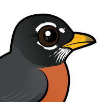 American Robin: The Iconic North American Thrush | Birdorable