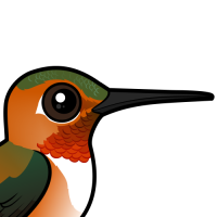 Cute Rufous Hummingbird by Birdorable