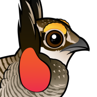 Meet the Cute Lesser Prairie-Chicken by Birdorable