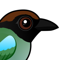 Cute Hooded Pitta by Birdorable
