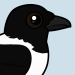 The Pied Crow: A Striking and Clever African Corvid