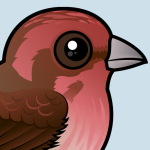 Birdorable Bonanza Finch Invasion! | Birdorable Blog